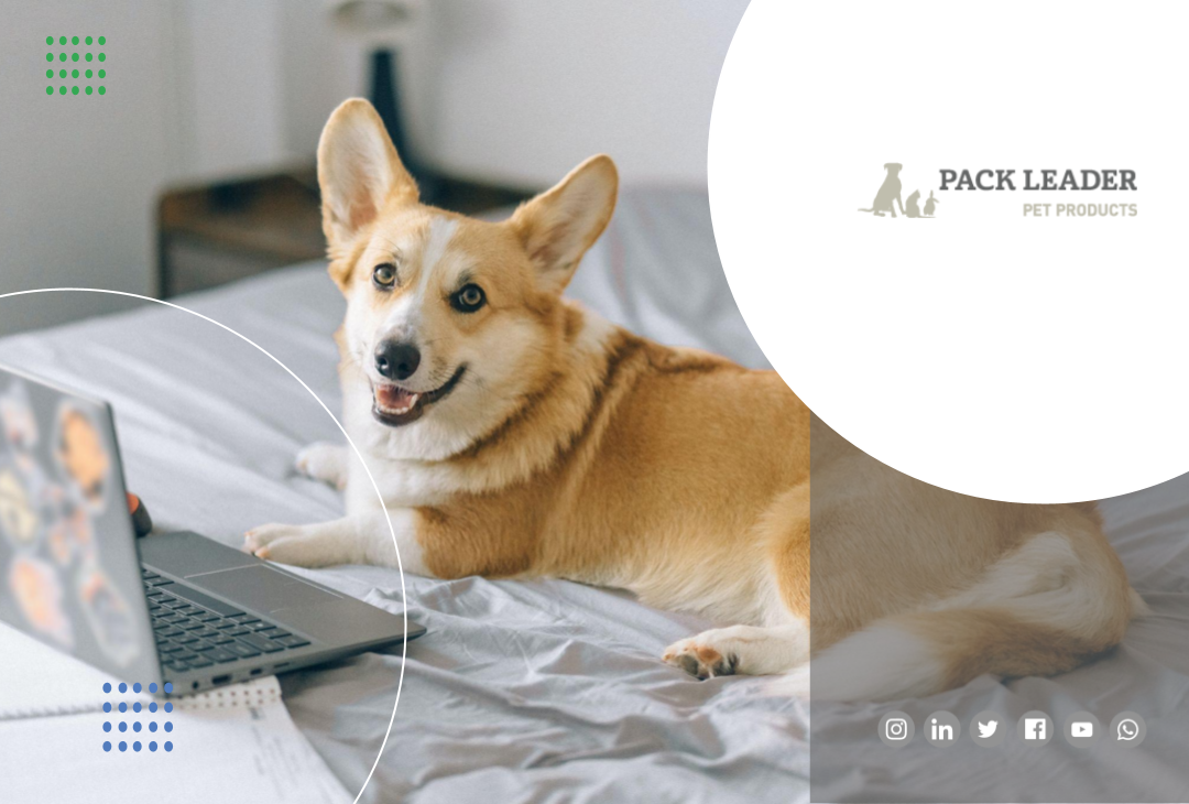 Pack Leader: Automates Data for speed & visual simplicity | Opennetworks